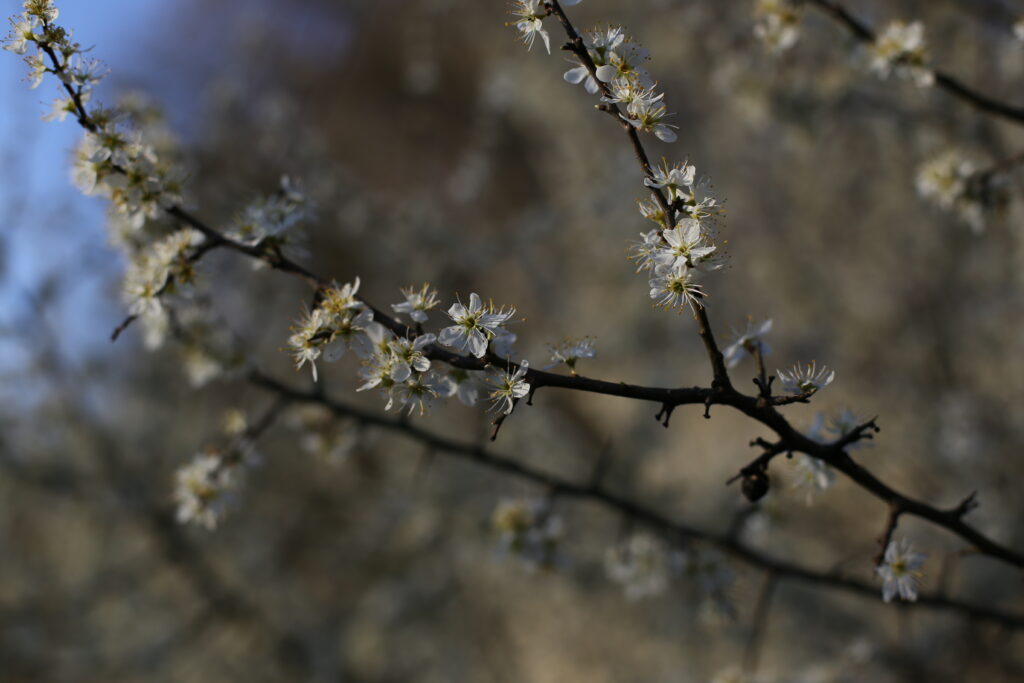 Würdigungen | Christine Hansmann Lyrik